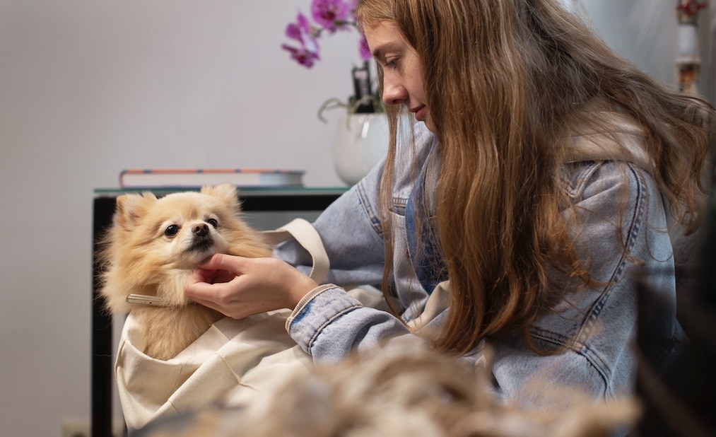 How Dog Kennel & Cattery Insurance Protects Your Business - AllTopStartups